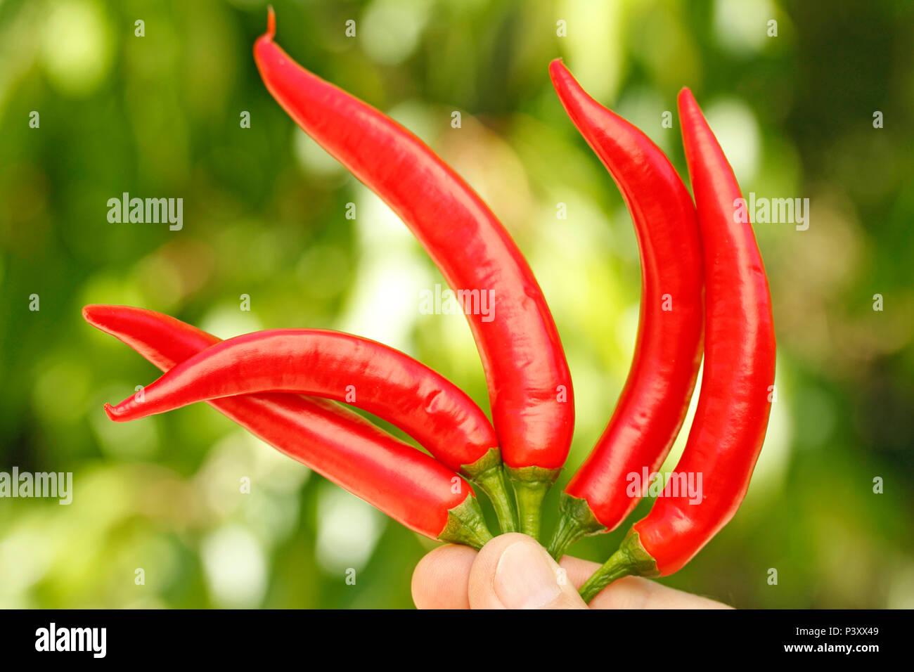 Red hot chilli Stock Photo - Alamy