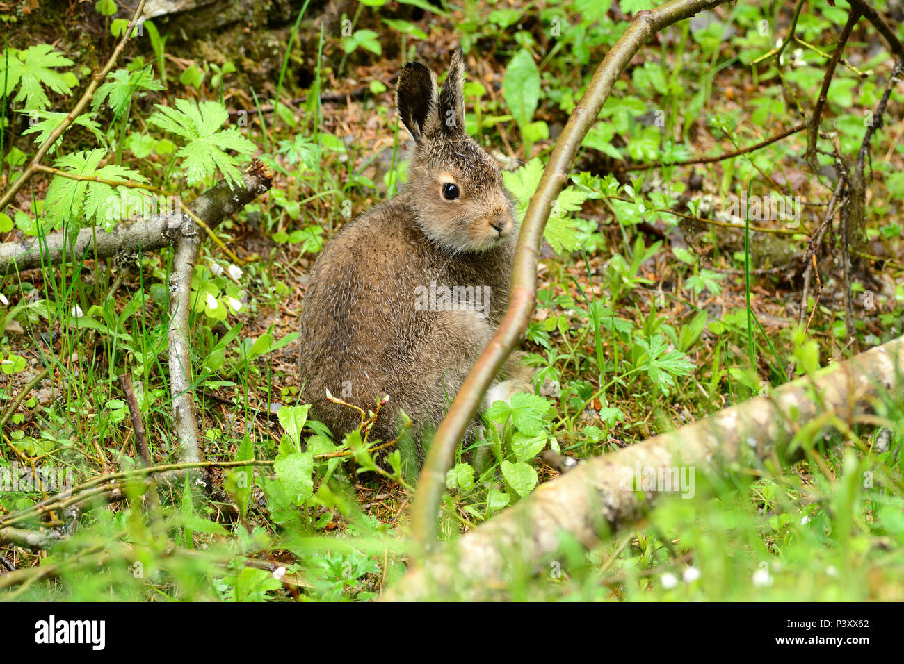 Rendalen hi-res stock photography and images - Alamy