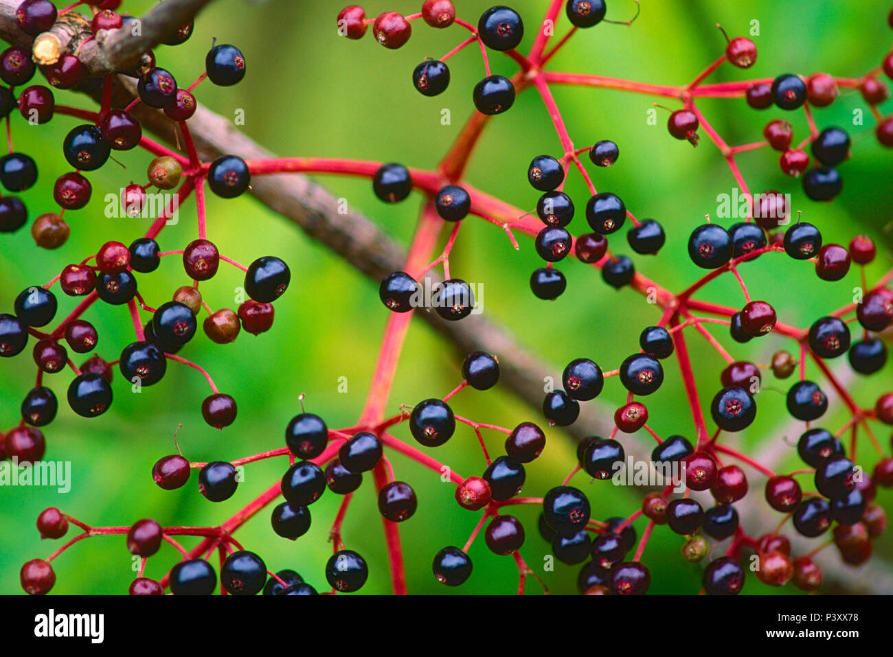 European elder hi-res stock photography and images - Alamy