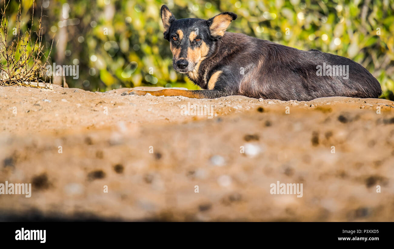 anxious looking dog Stock Photo - Alamy