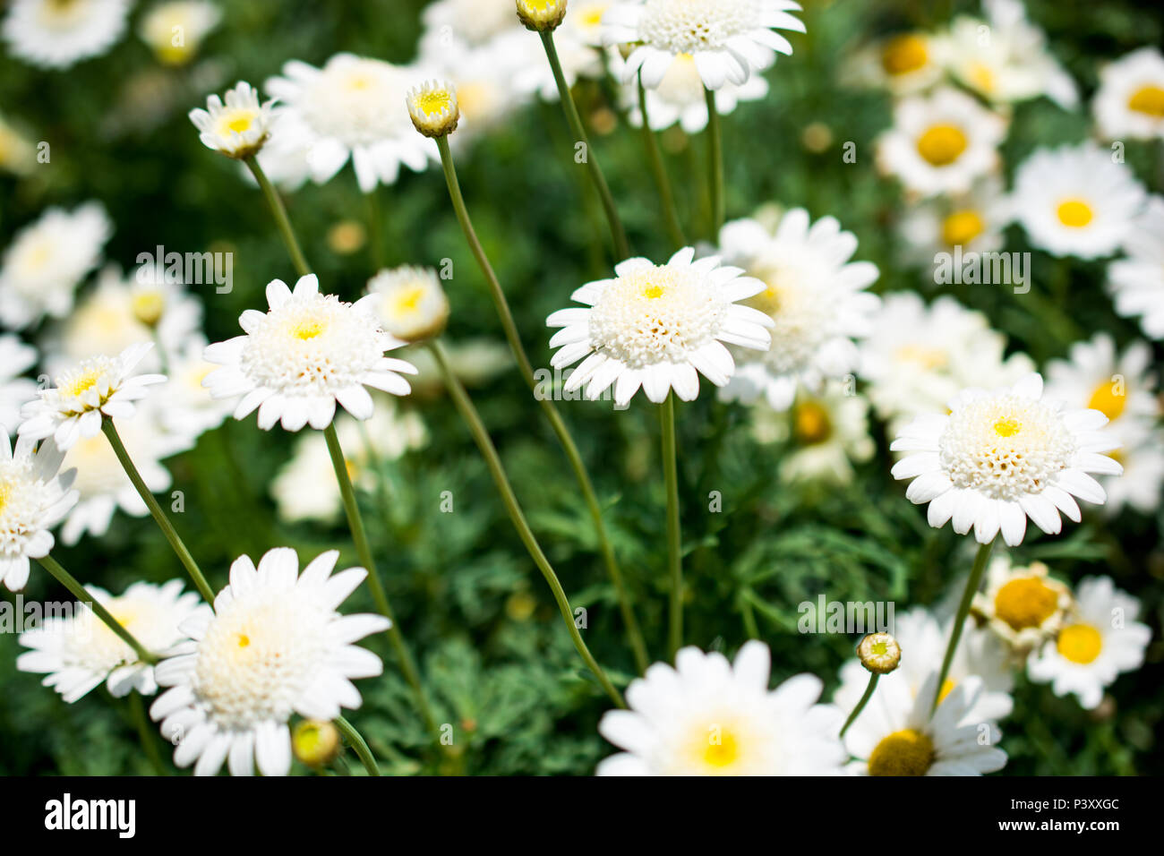 Beautiful fresh flowers in nature background Stock Photo - Alamy
