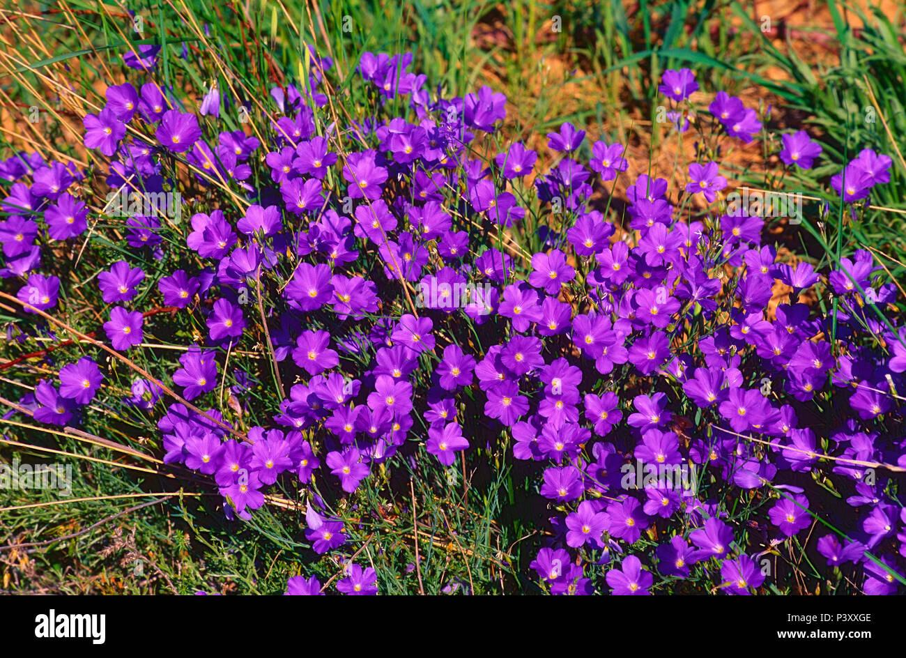 Purple Flax Flower