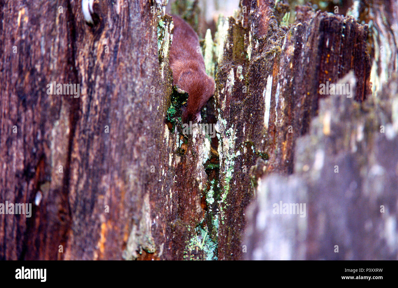 Soricidae hi-res stock photography and images - Alamy