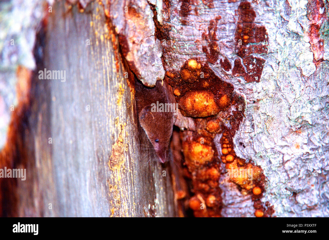 Sorex araneus hi-res stock photography and images - Alamy