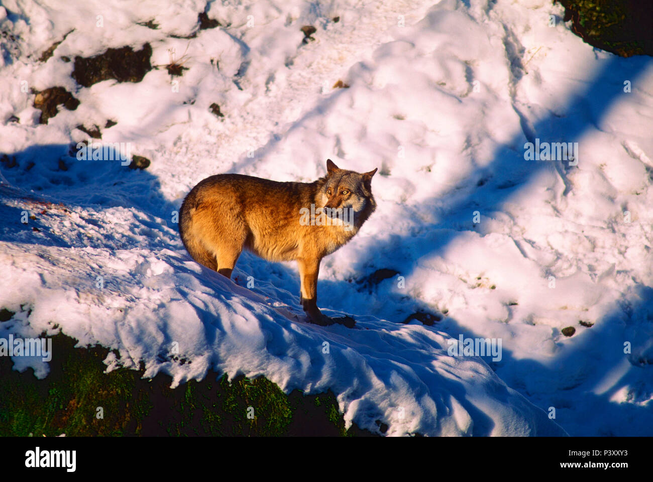 Zoo goldau hi-res stock photography and images - Alamy
