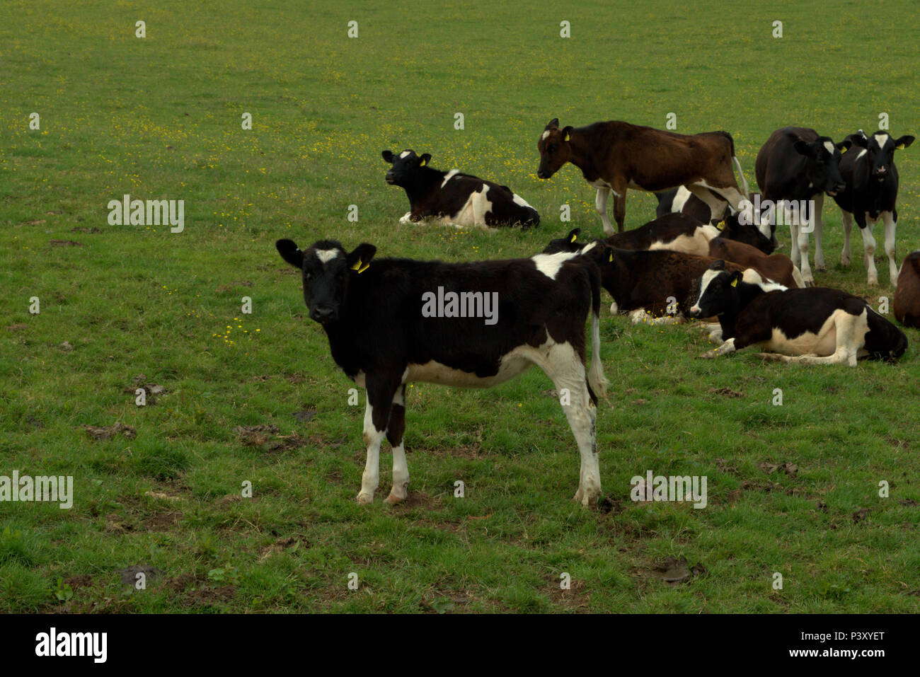 Yearling Holstein-Friesian calves, cattle Stock Photo - Alamy
