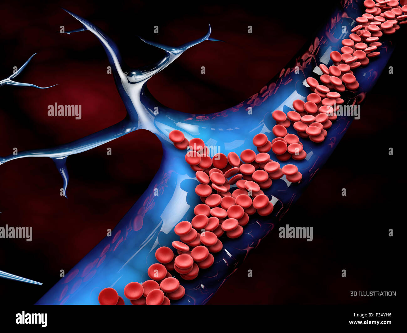 Red blood cell in blood vessel of body. Science graphic for education ...