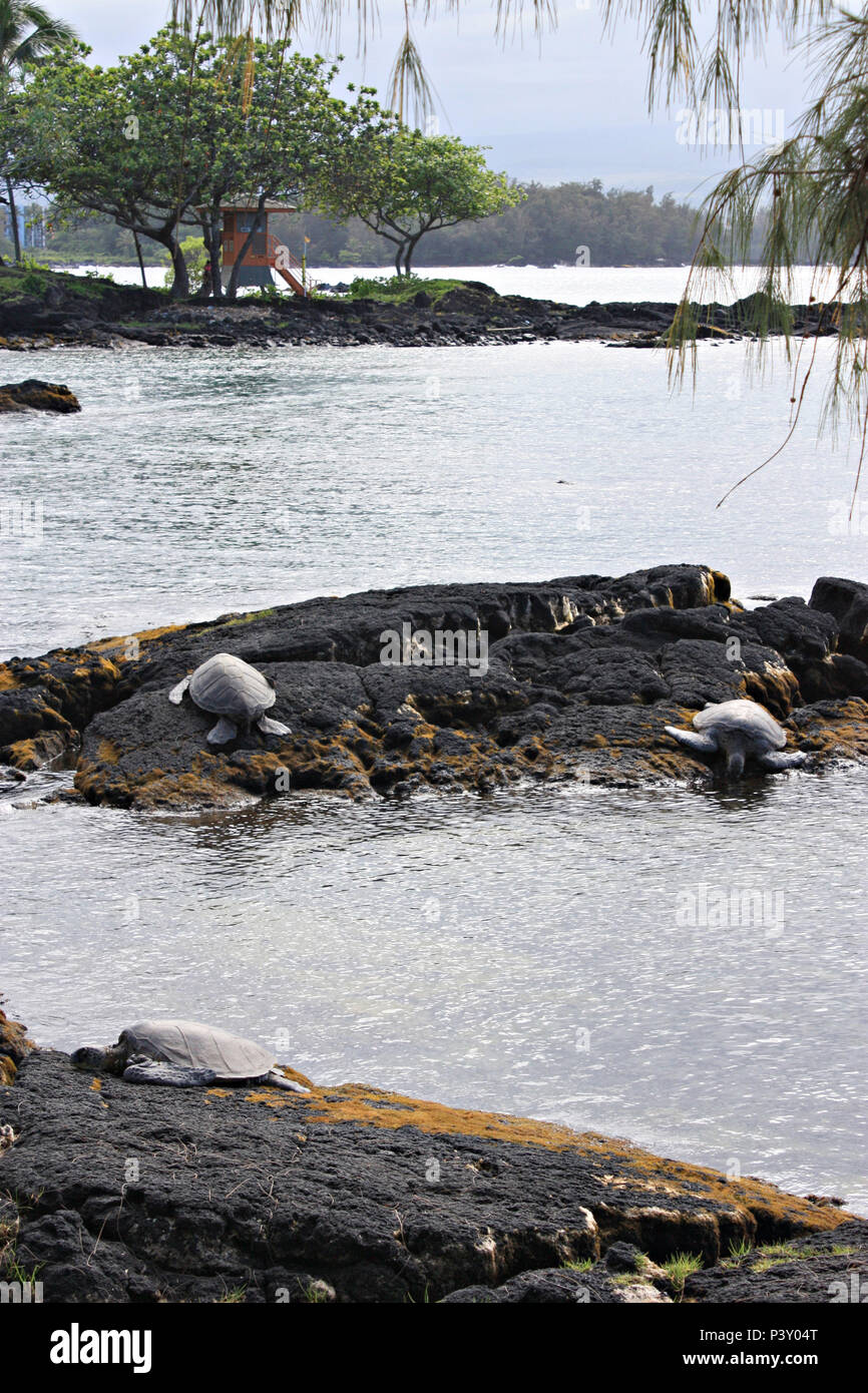Three Sea Turtles High Resolution Stock Photography and Images - Alamy
