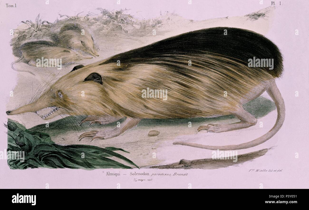 ALMIQUI - SIGLO XIX - GRABADO. Author: Francisco Mialhe (19th cent ...