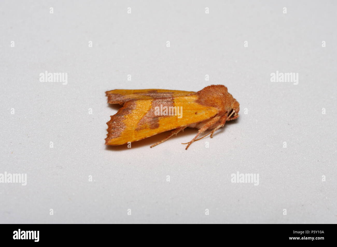 Centre barred moth hi-res stock photography and images - Alamy