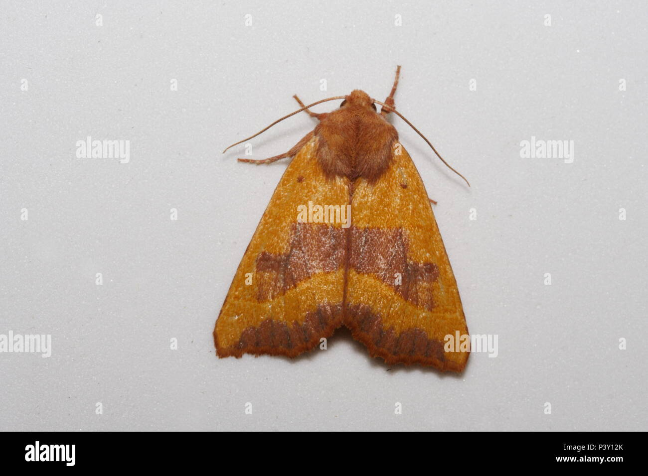 Centre barred moth hi-res stock photography and images - Alamy