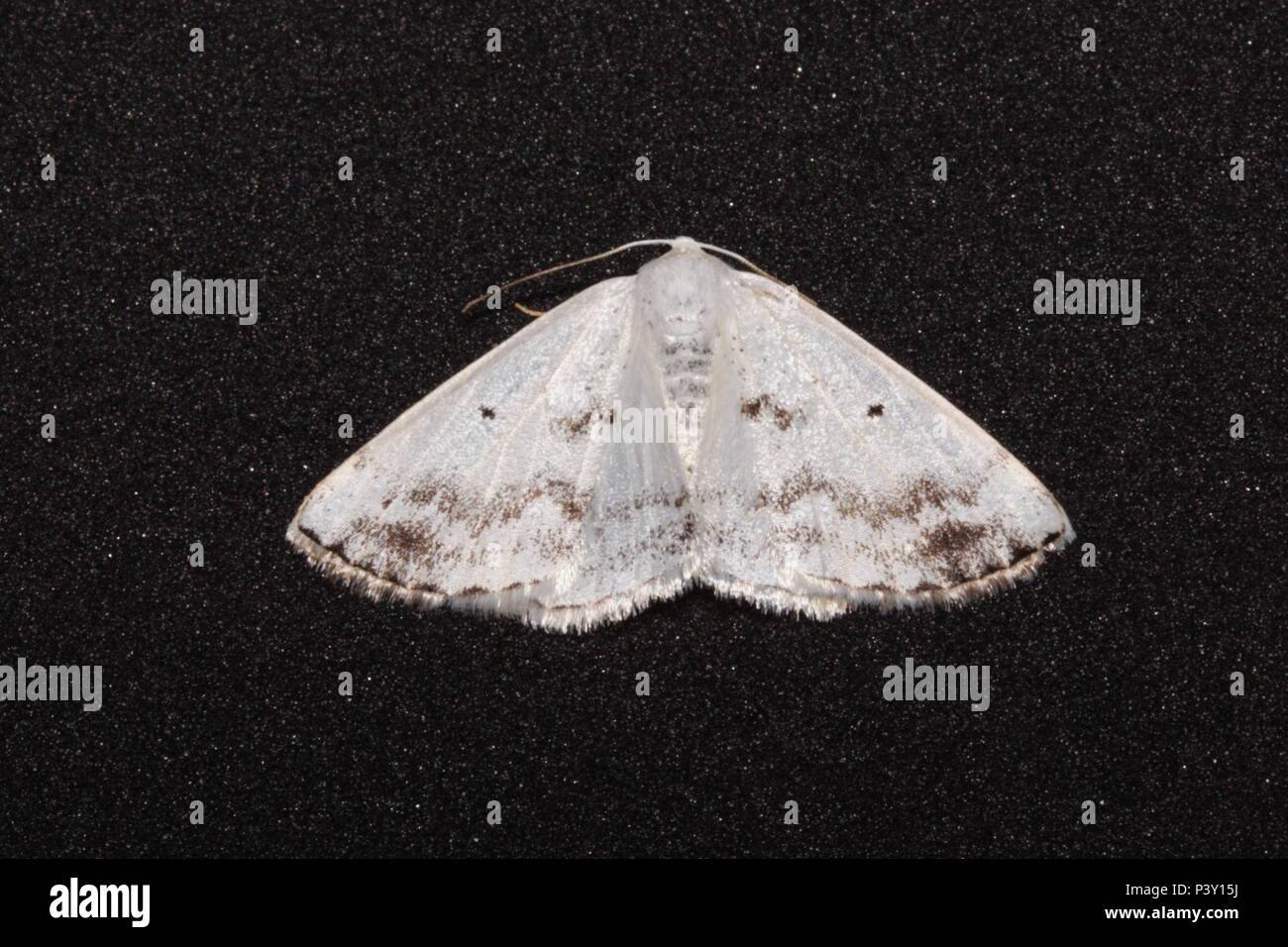 Clouded silver moth hi-res stock photography and images - Alamy