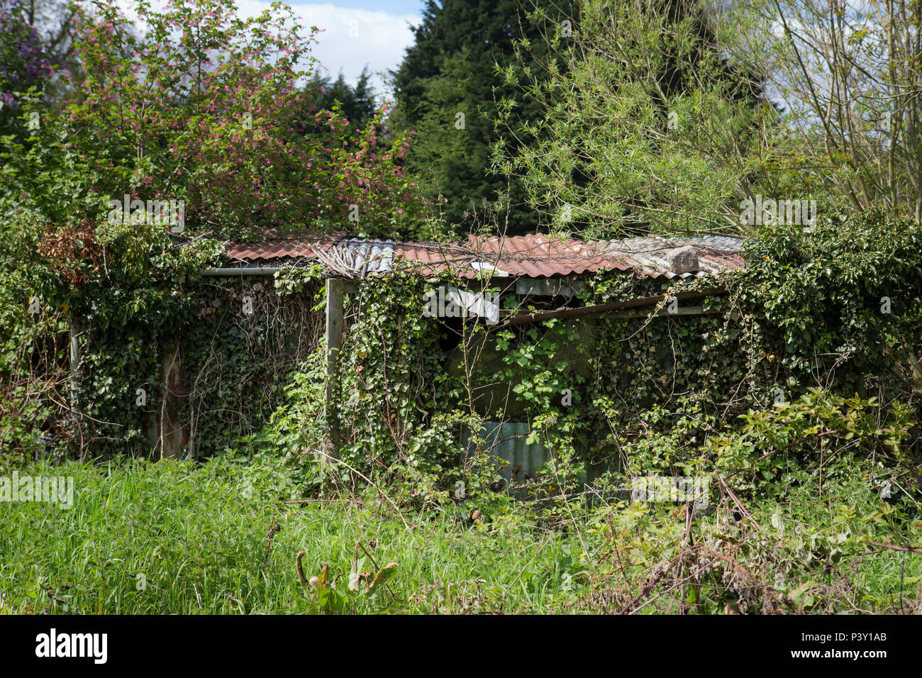 Old run down wooden shed covered in bushes and forgotton about Stock ...