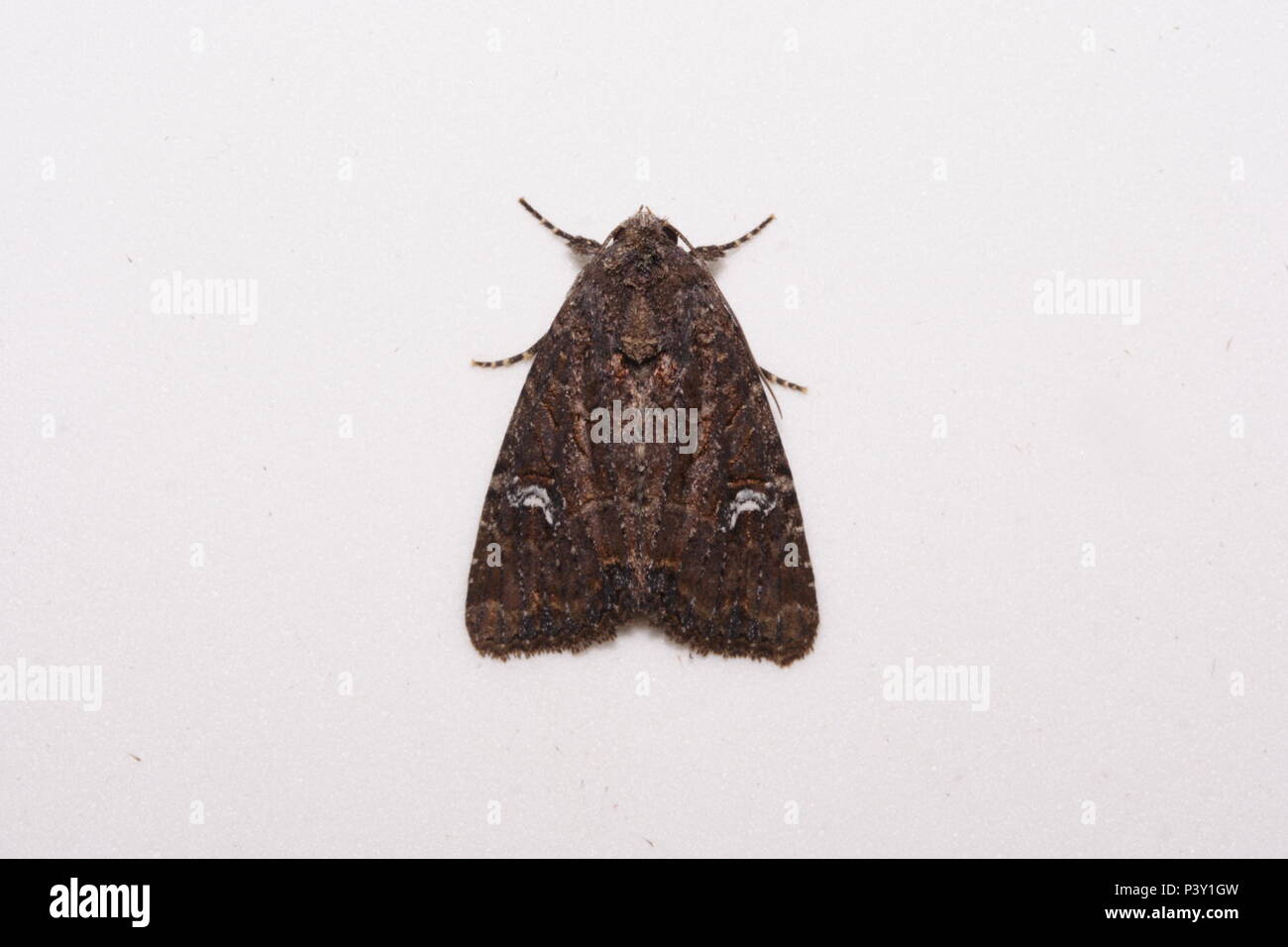 Common rustic moth hi-res stock photography and images - Alamy