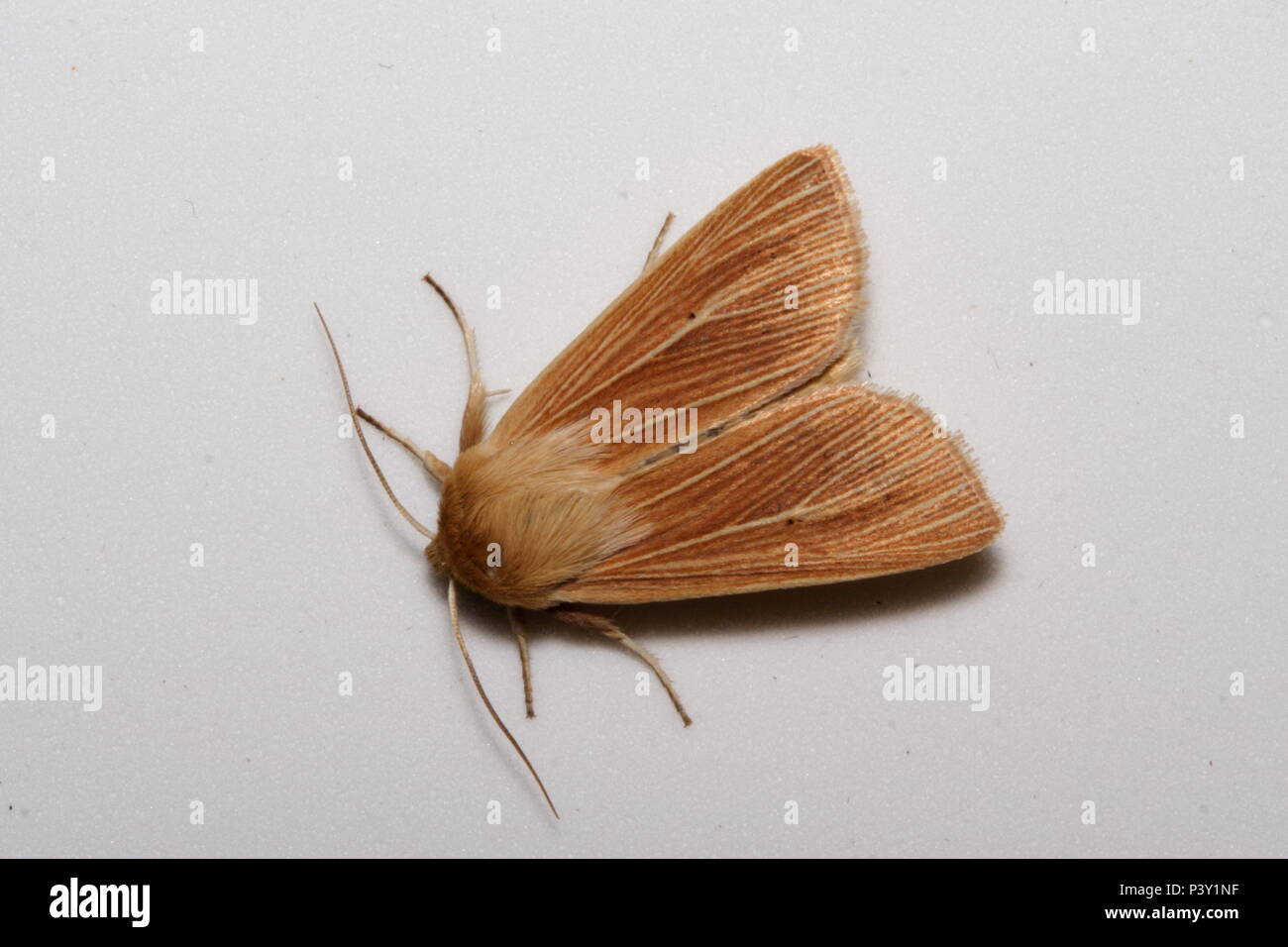 Common wainscot moths hi-res stock photography and images - Alamy