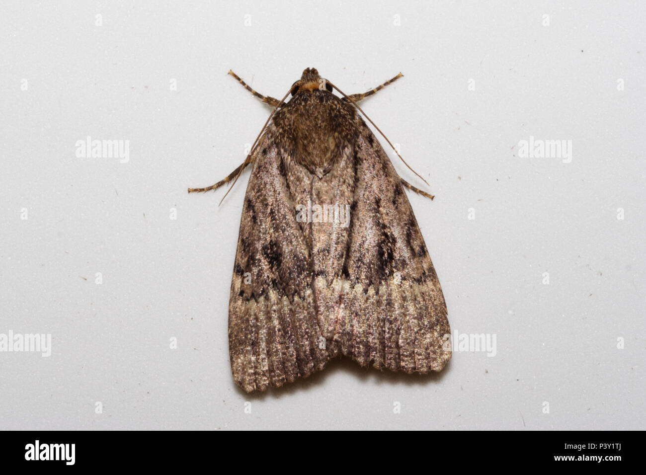 Underwing detail hi-res stock photography and images - Alamy