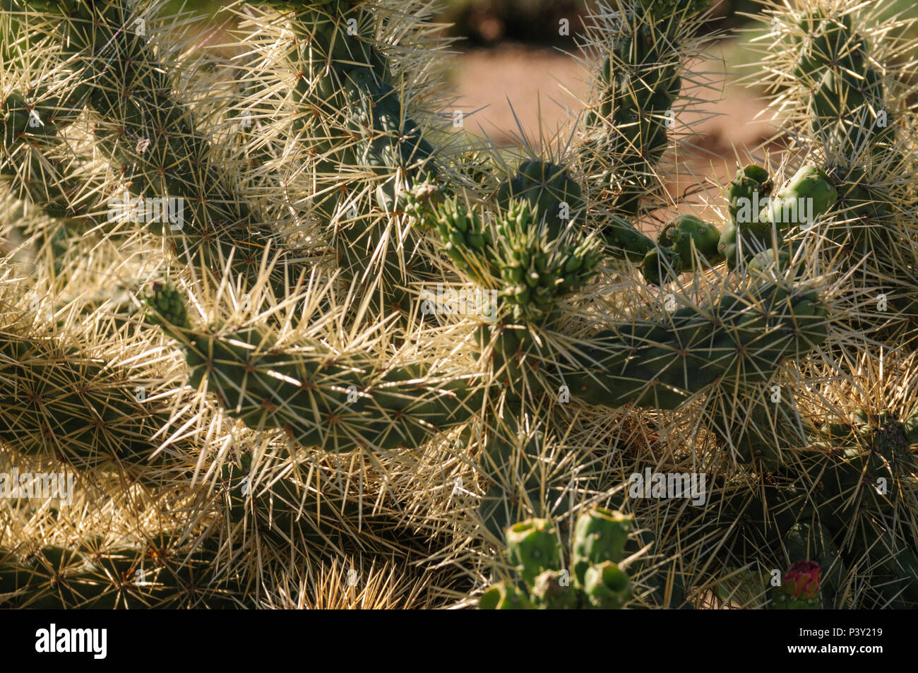 A Giant Saguaro, one of the largest cacti in the World, in Saguaro ...