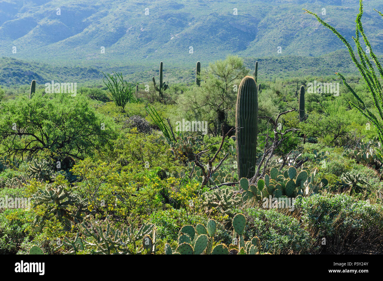A Giant Saguaro, one of the largest cacti in the World, in Saguaro ...