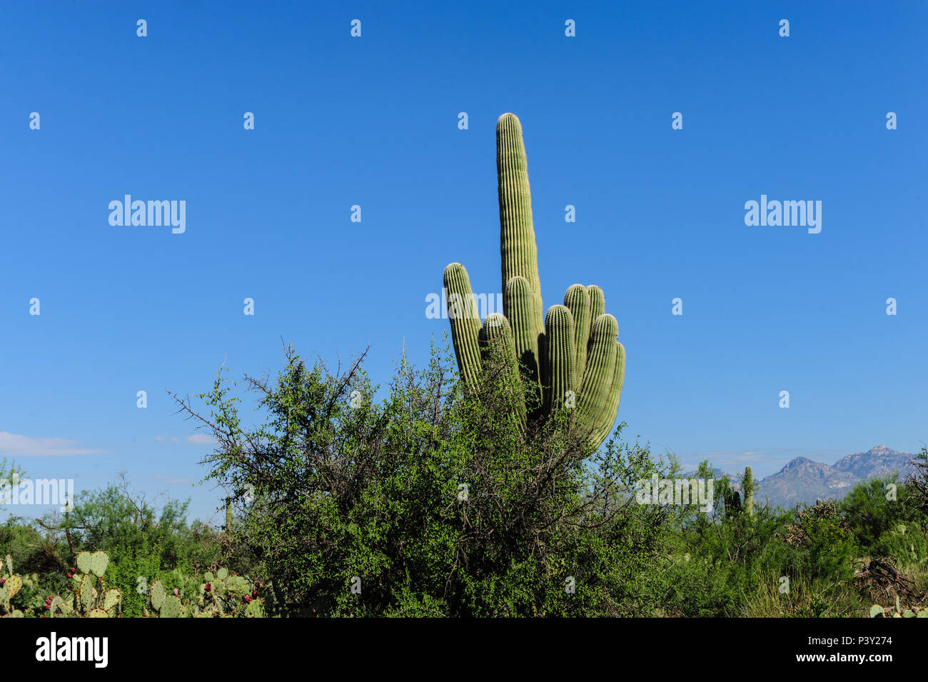 A Giant Saguaro, one of the largest cacti in the World, in Saguaro ...