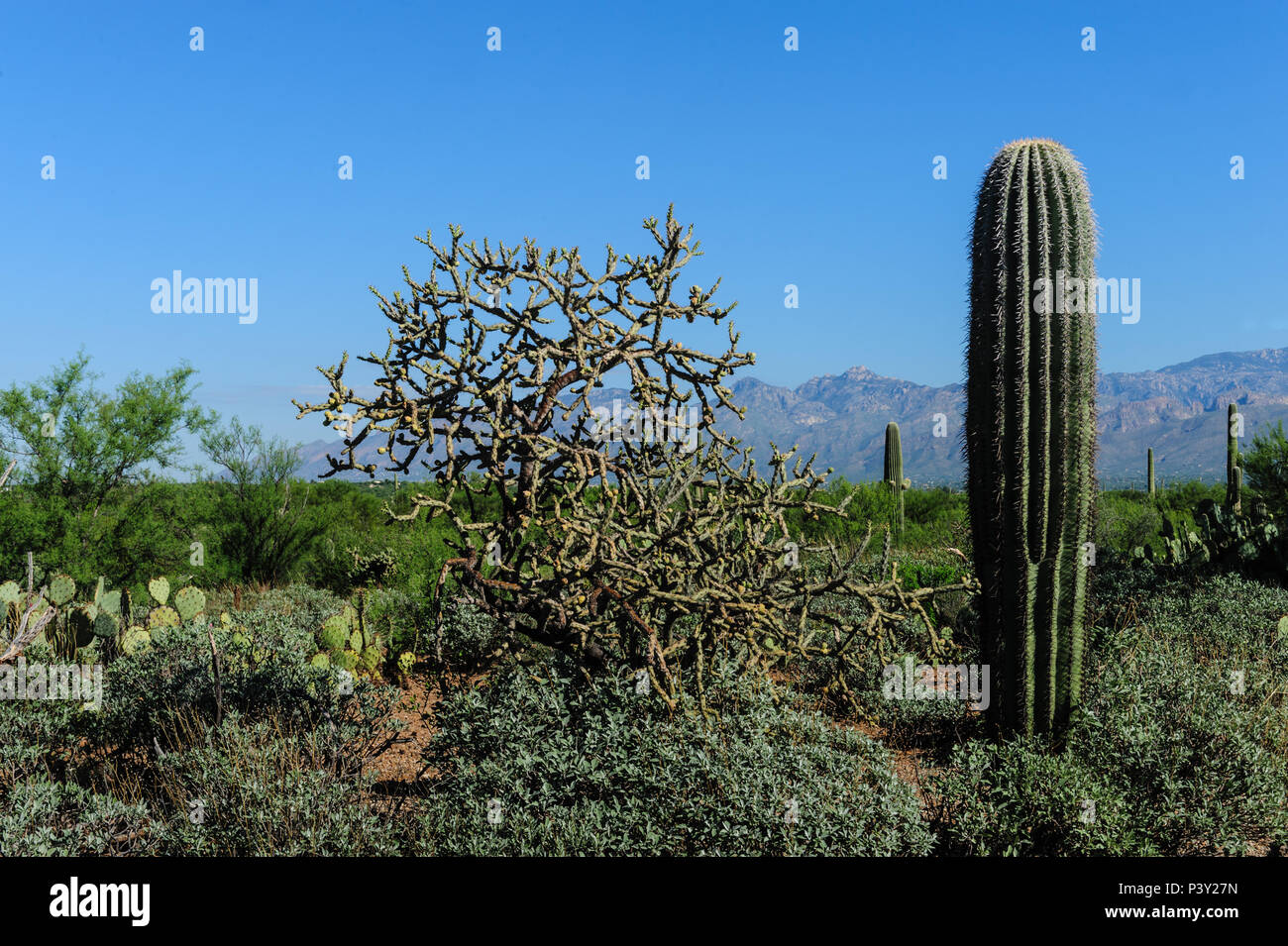 A Giant Saguaro, one of the largest cacti in the World, in Saguaro ...