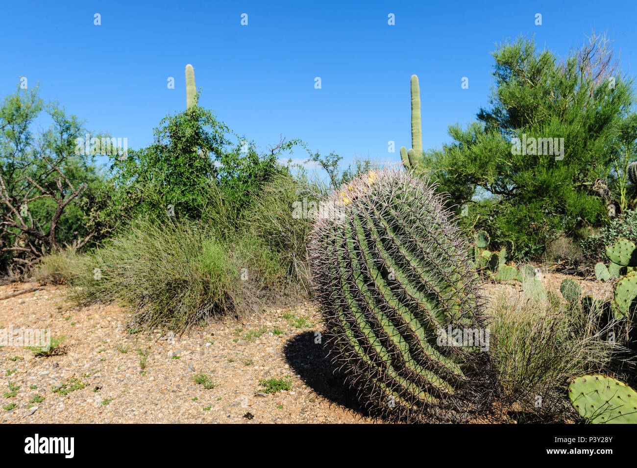 A Giant Saguaro, one of the largest cacti in the World, in Saguaro ...