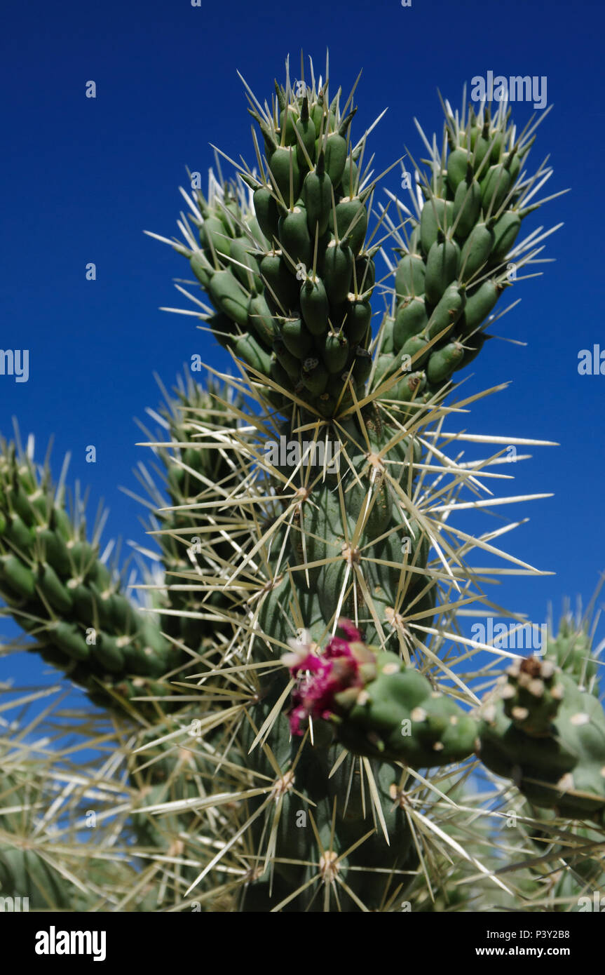 A Giant Saguaro, one of the largest cacti in the World, in Saguaro ...
