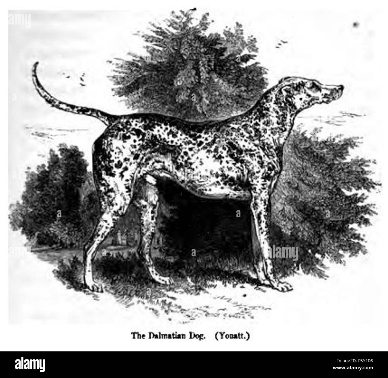 Dalmatian dog historical hi-res stock photography and images - Alamy