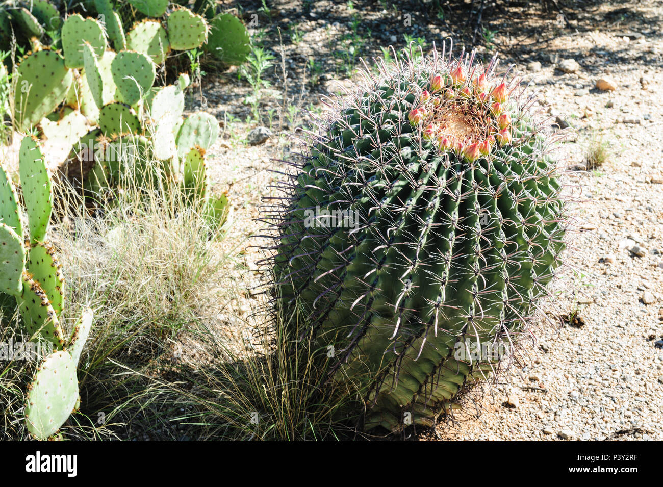 A Giant Saguaro, one of the largest cacti in the World, in Saguaro ...