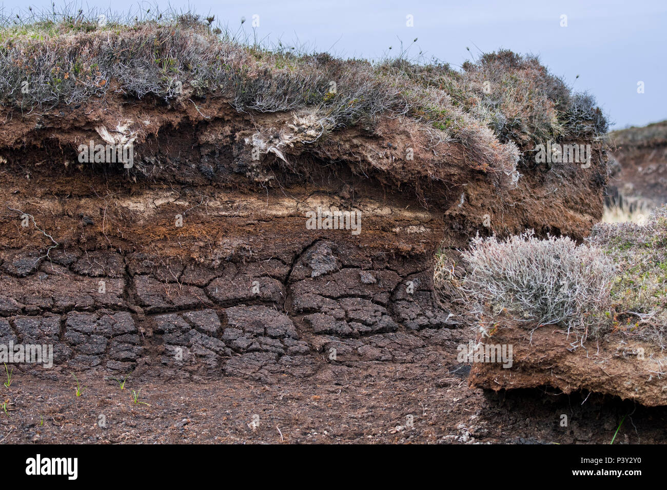 Peat hag showing exposed layers of turf, decayed vegetation, by erosion ...