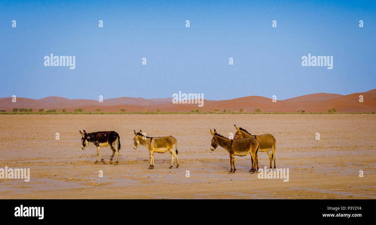 Donkeys roaming in the Moroccan Sahara Desert near Cheggaga in the ...