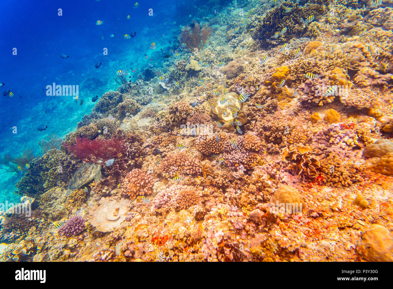 Coral reef and fish in tropical sea underwater Stock Photo - Alamy