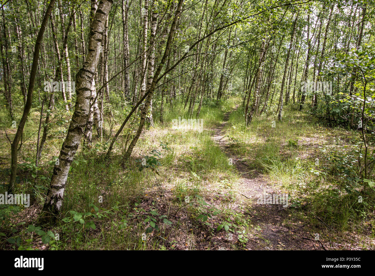 Natural green woods hi-res stock photography and images - Alamy