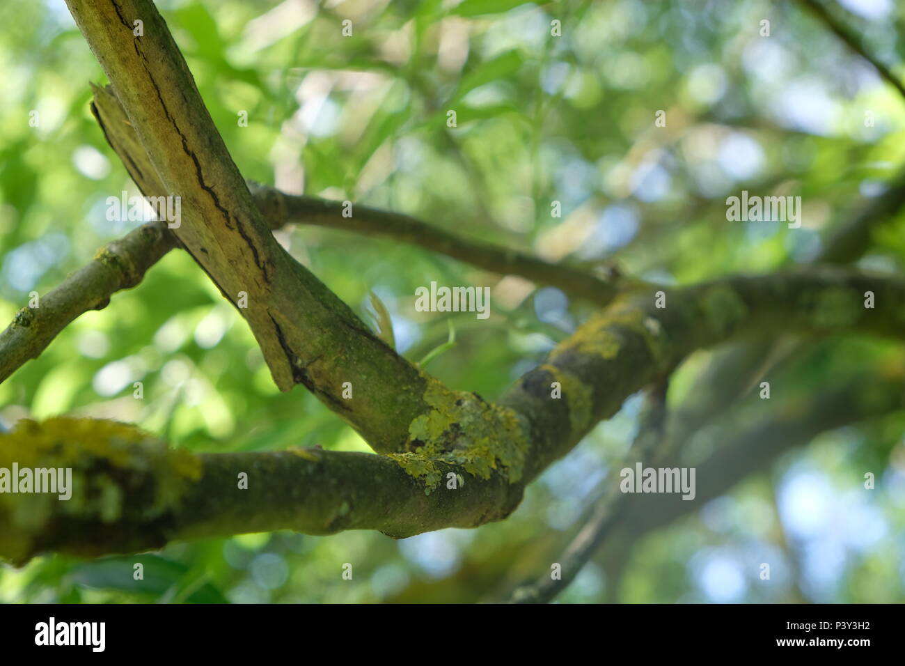 Tree branch lichen hi-res stock photography and images - Alamy