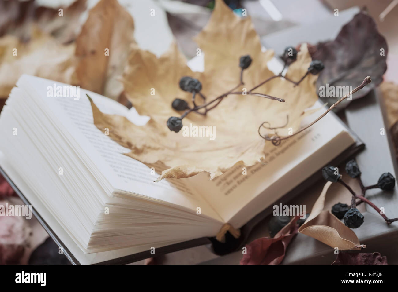 Open book close-up covered among autumn leaves, sunny fall day, vintage ...
