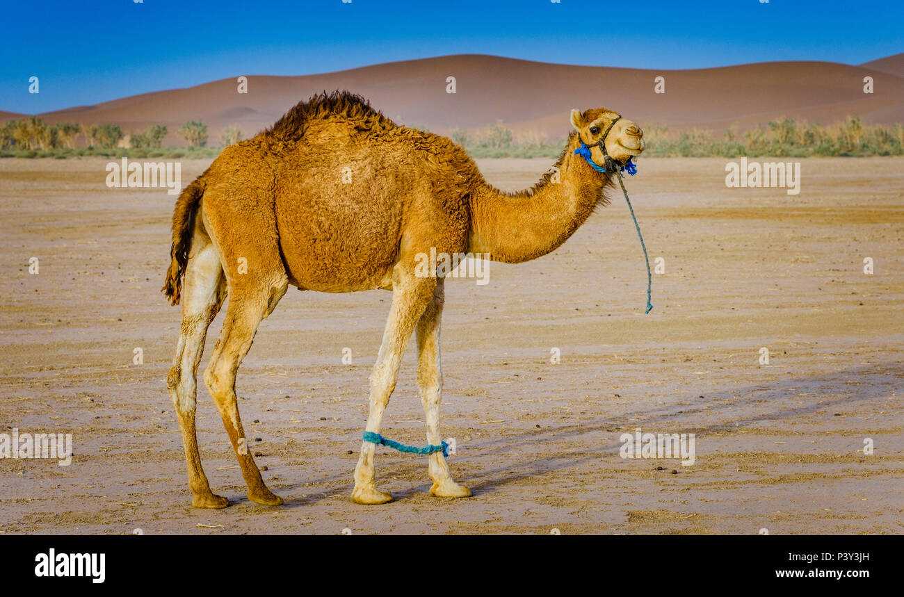 A tethered camel in the Moroccan Sahara Desert Stock Photo - Alamy