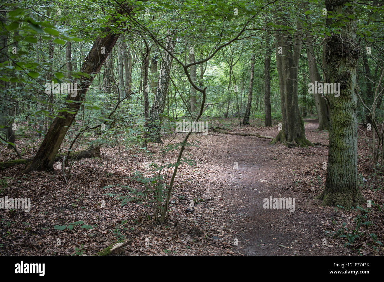 Dutch woods hi-res stock photography and images - Alamy