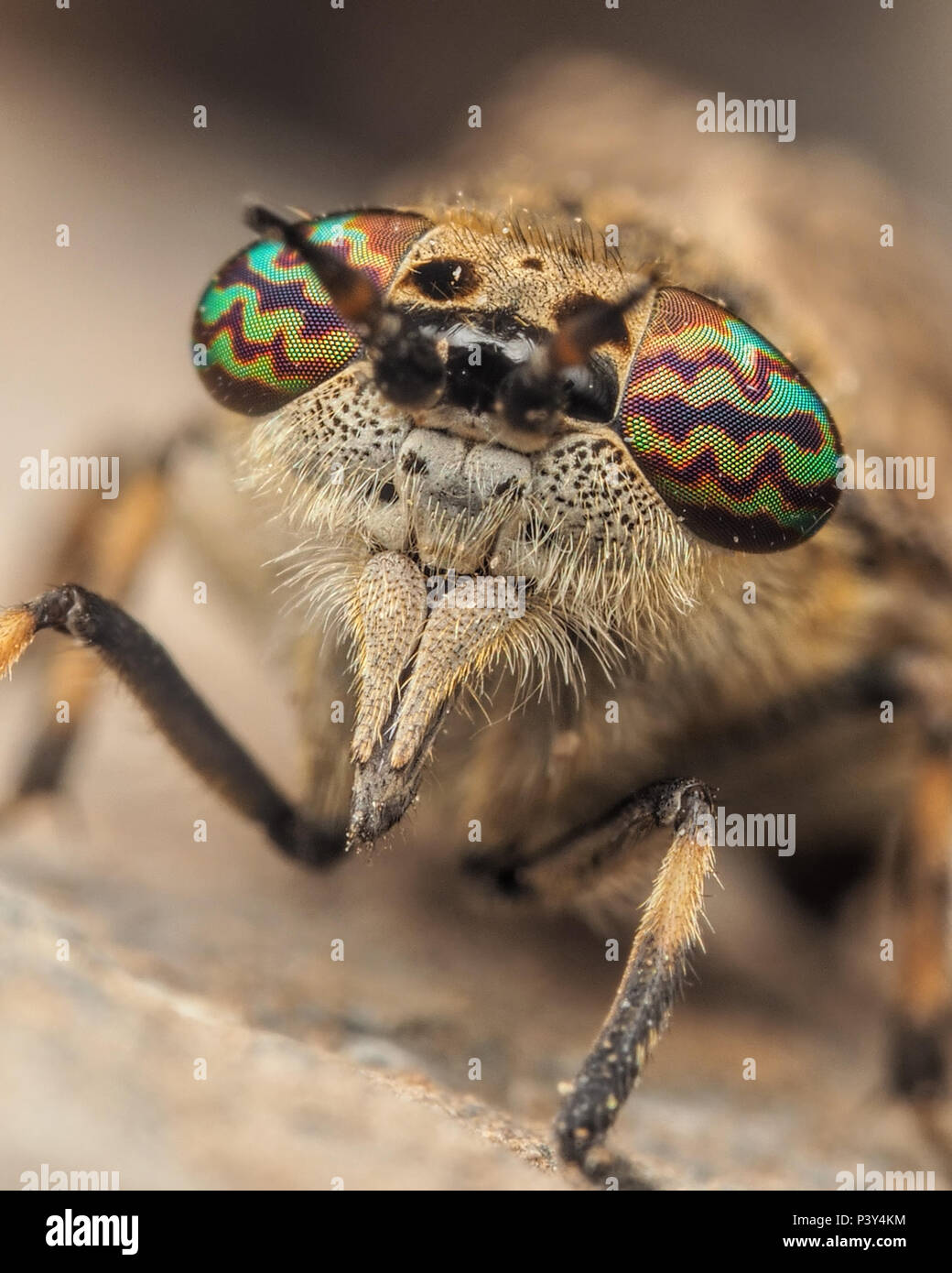 Notch-horned Cleg horsefly female (Haematopota pluvialis) close up of ...