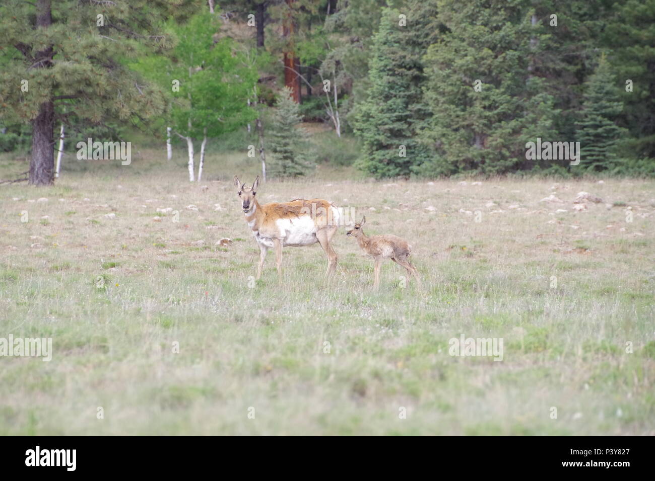 Pronghorn mother and young hi-res stock photography and images - Alamy