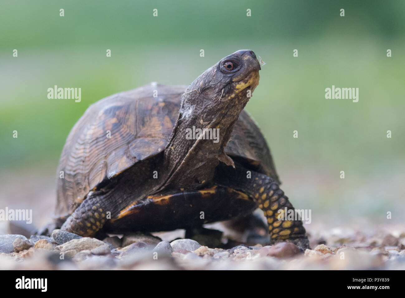 Eastern Box Turtle Stock Photo - Alamy