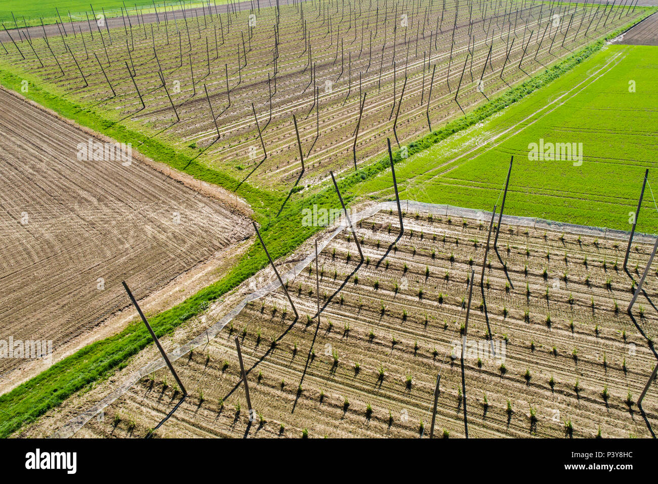 Hopfenfeld von oben, Bayern, Deutschland Stock Photo - Alamy