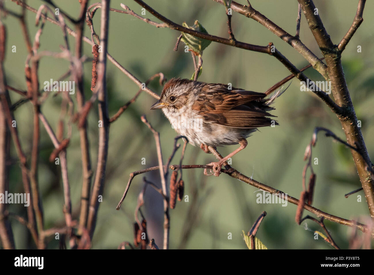 Swamp sparrow hi-res stock photography and images - Alamy