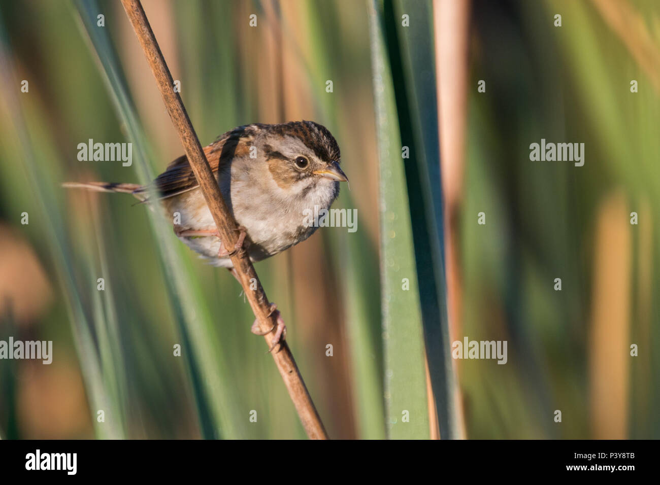 Swamp sparrow hi-res stock photography and images - Alamy