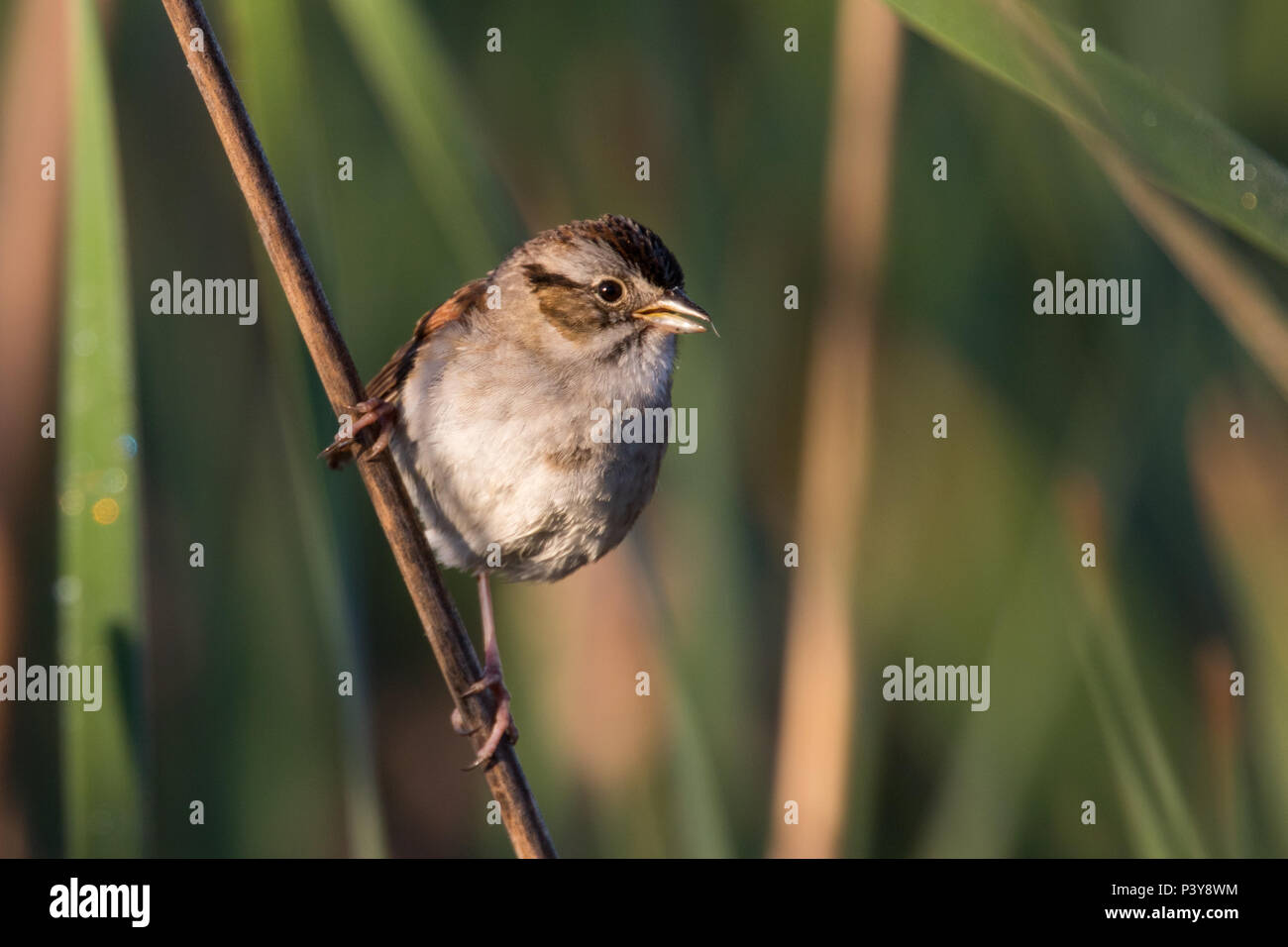 Swamp sparrow hi-res stock photography and images - Alamy