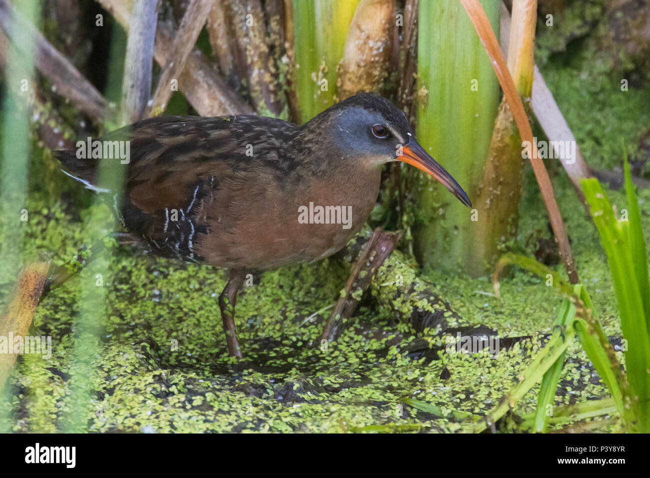 Virginia rail hi-res stock photography and images - Alamy