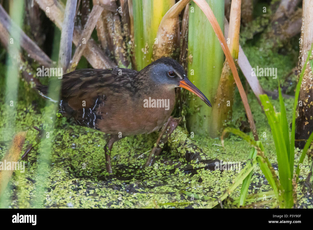 Virginia rail hi-res stock photography and images - Alamy