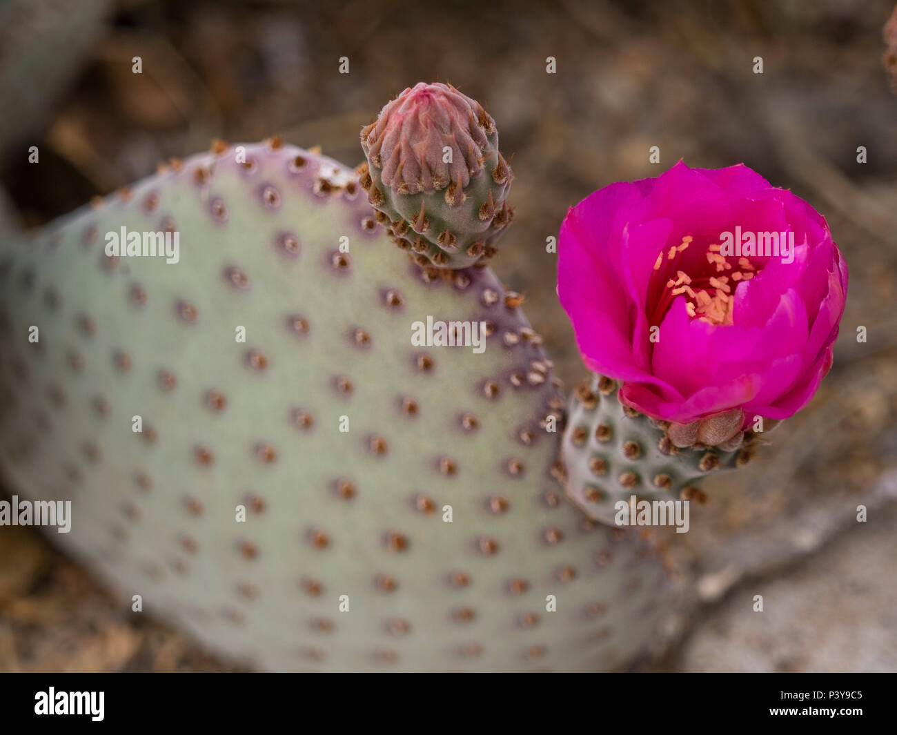 Growing description hi-res stock photography and images - Alamy