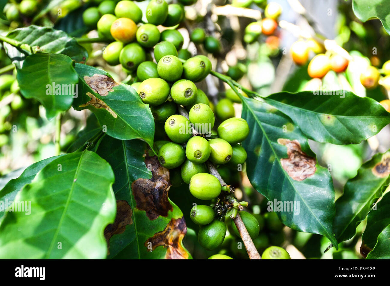 Pé de café. Nome científico: Caffea Arabica L Stock Photo - Alamy