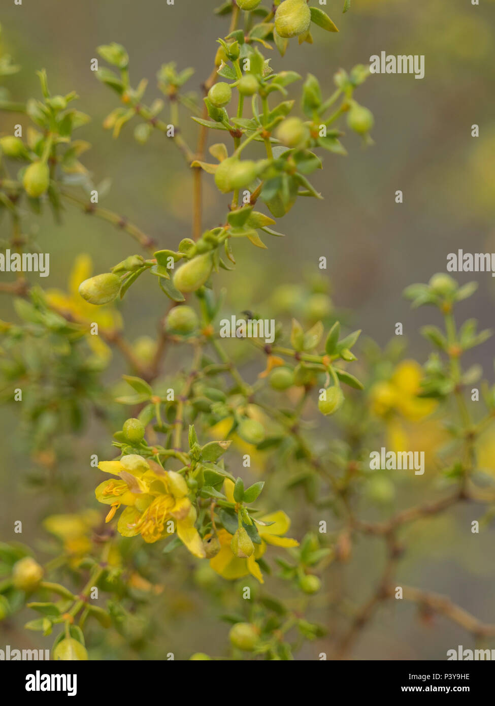 Greasewood shrub hi-res stock photography and images - Alamy