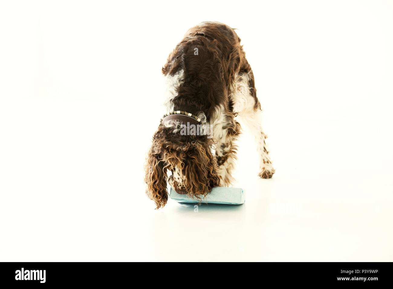 Springer hund hi-res stock photography and images - Alamy