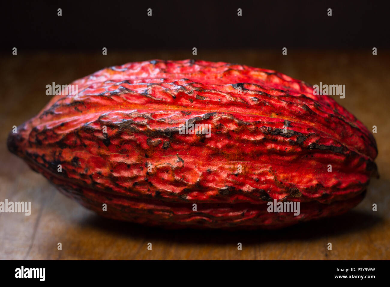 Na foto produzida nesta quarta-feira (10) o fruto cacau do cacaueiro ...